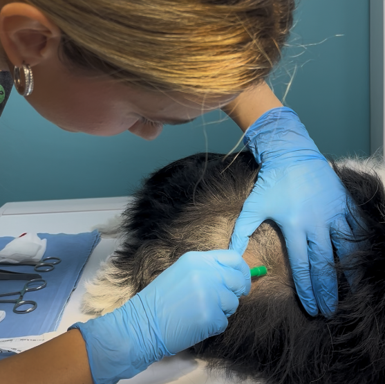 Biopsija Kože: Precizna Dijagnostika za Zdravlje Vašeg Ljubimca - LocoVet